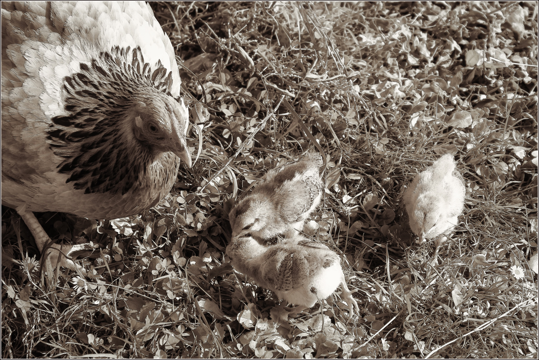 A Hen and Her Chicks – Ken Puls Music Blog