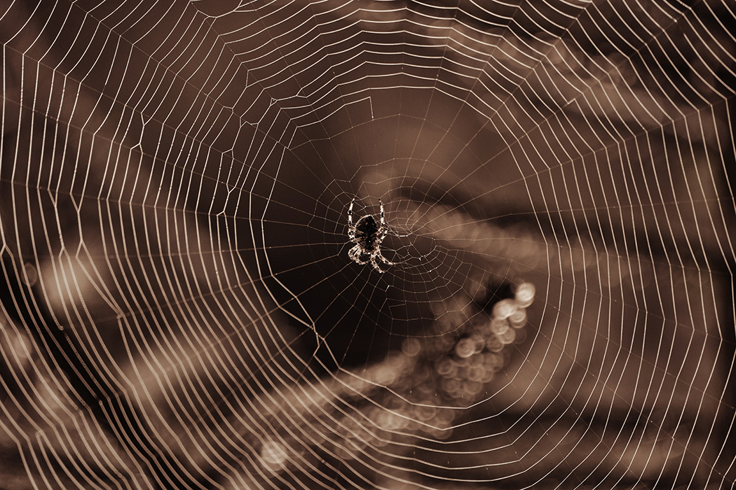 A Spider on the Wall – Ken Puls Music Blog