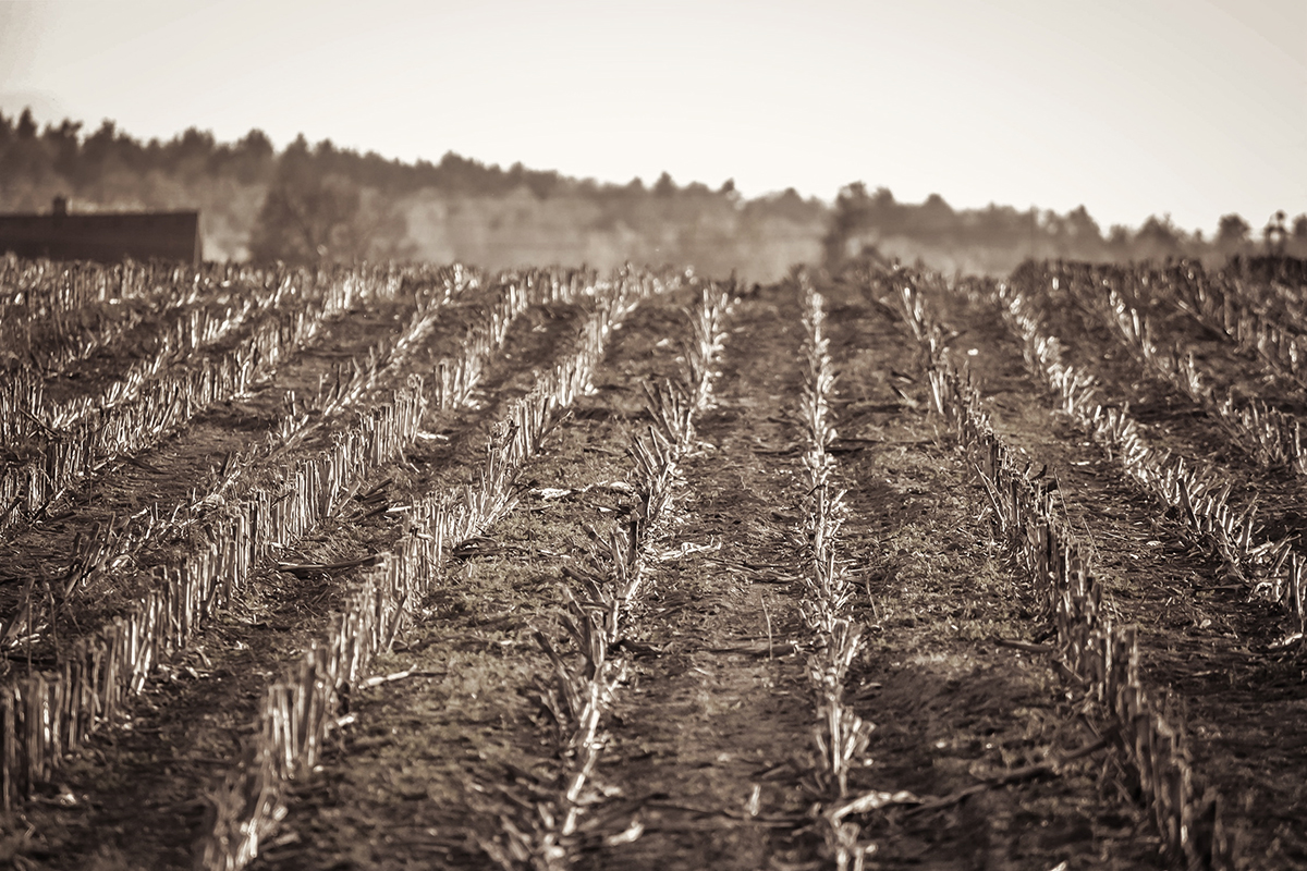 The Interpreter’s Field – Ken Puls Music Blog