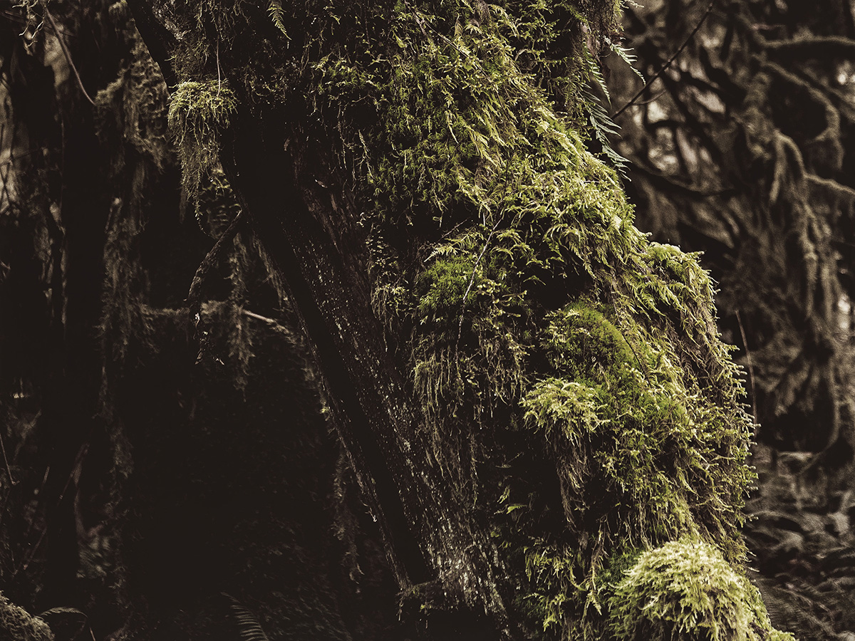 A Rotting Tree – Ken Puls Music Blog